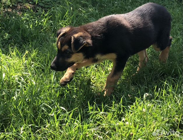 Отдам щеночка бесплатно в добрые руки