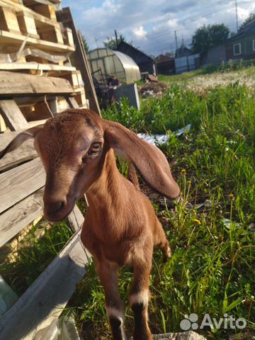 Заано 25 нуб 75