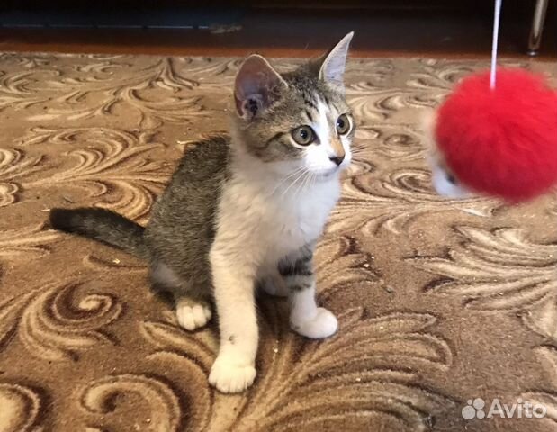 Котенок девочка самая милая и умная