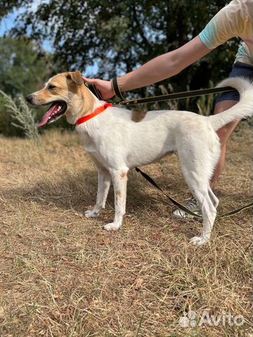 Самая милая собака друг