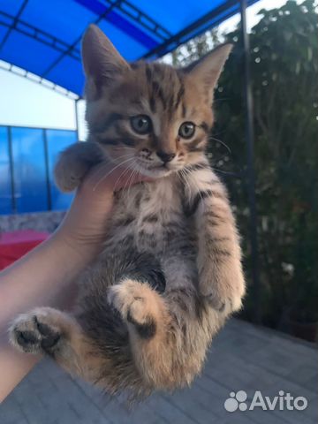 Котята