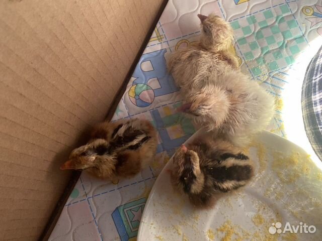 Цыплята однодневные разных пород