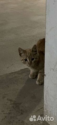 Маленький котенок выживает на парковке