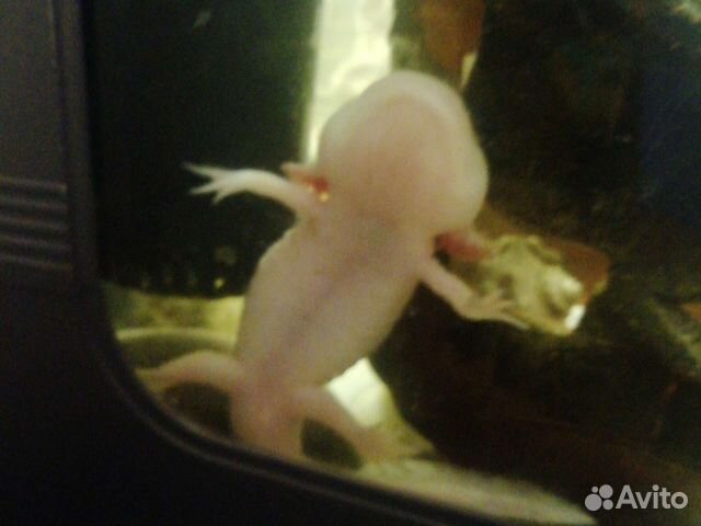 Аксолотль розовый