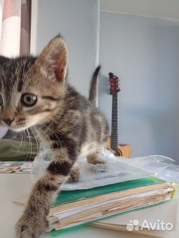 Красивый котенок дикого окраса