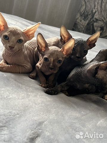Котята сфинкс