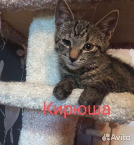 Котята в добрые руки бесплатно