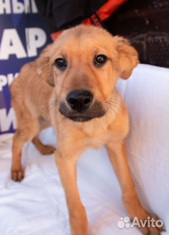 Мальчишка-красавец, ему 4 месяца