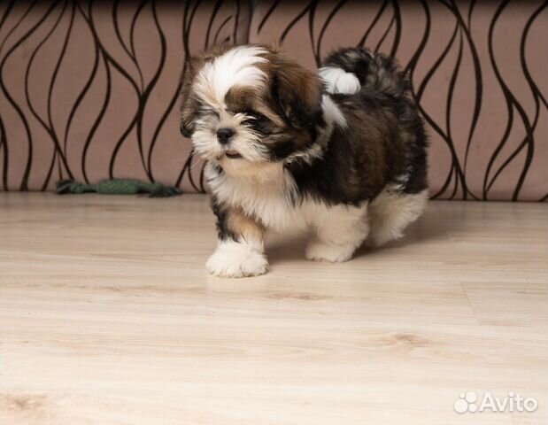 Щенки ши-тцу