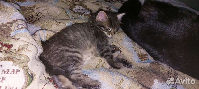 Отдается котик бесплатно