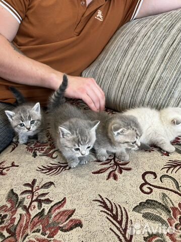 Шотландские вислоухие котята