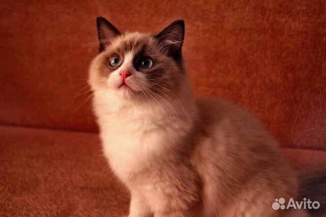 Симпатичная кошечка породы Рэгдолл