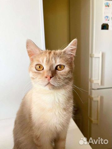 Кот Рыжик в добрые руки