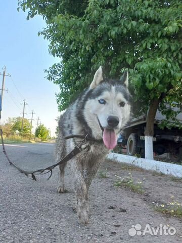 Аляскинский маламут