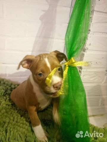 Лиловая амбулли