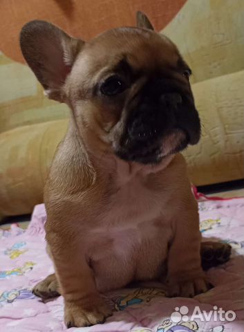 Винтаж. РКФ