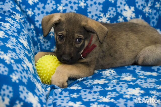 Пацаненок-олененок, 2,5 месяца, в добрые руки