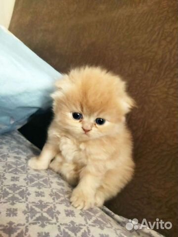 Персидская