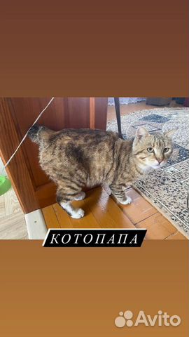 Курильский бобтейл