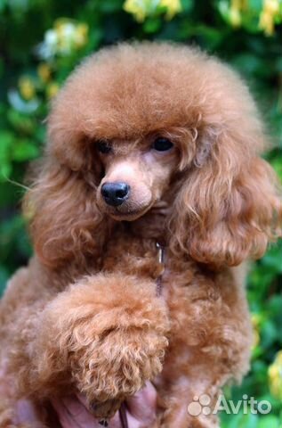 Продаётся пудель карликовый, кобель