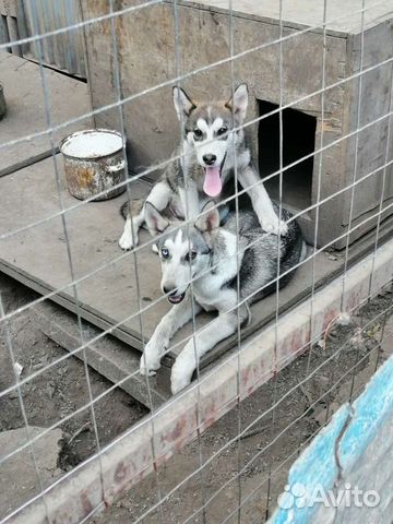 Щенки маламуты с лайкой
