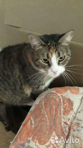 Кошечка в добрые руки