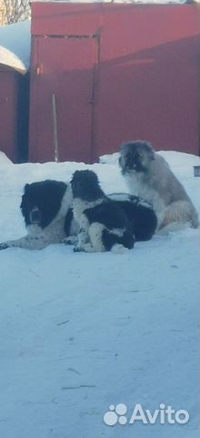 Кавказская овчарка