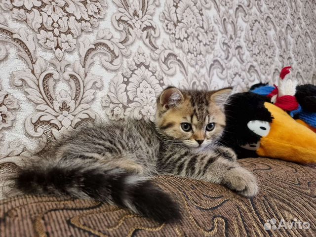 Шотландские прямоухие котята