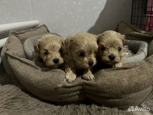Мальтипу ф1 микро Корея родители дома