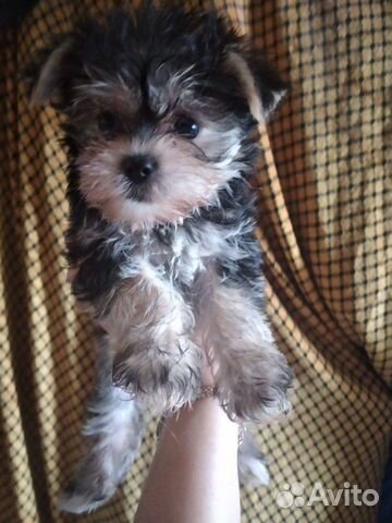 Мини девочка