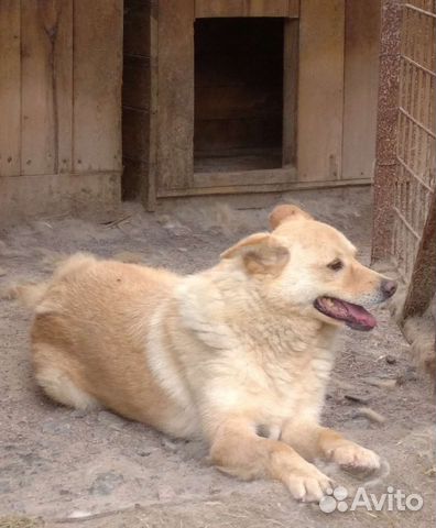 Собака друг в добрые руки