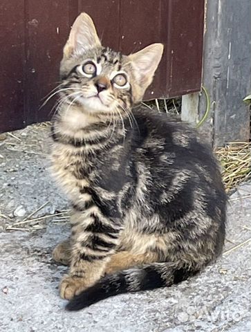 Котята в добрые руки даром