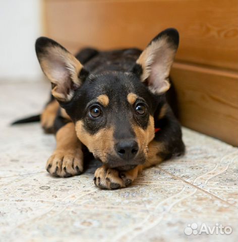 Крутой щенок в поисках семьи