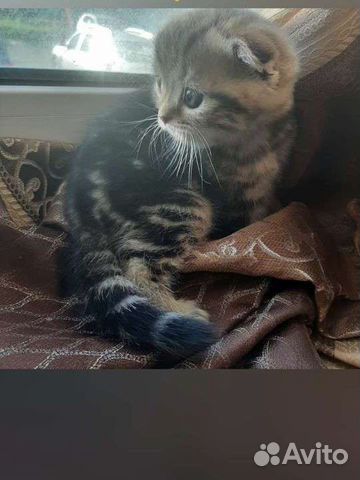 Шотландские котята