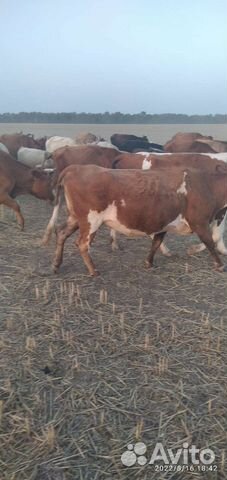 Сельхоз животные