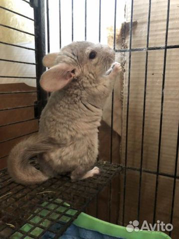 Шиншилла бежевая