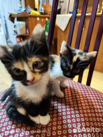 Кошка в дар бесплатно