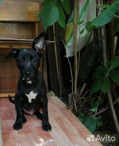 Собака в добрые руки щенок