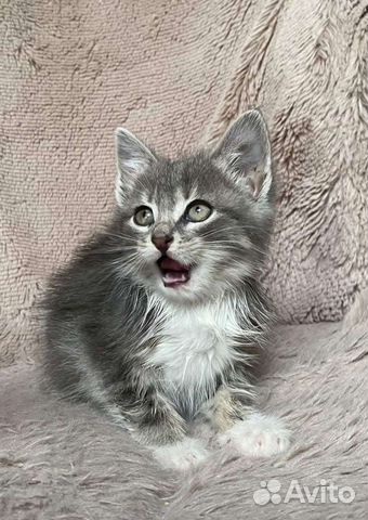 Котёнок