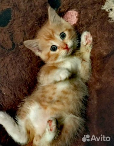 Котёнок рыжик