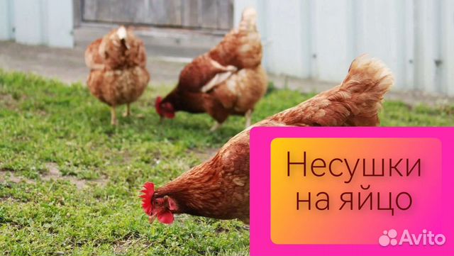 Несушки на яйцо