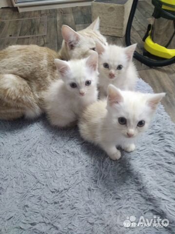 Отдам котят бесплатно мама вислоухая папа британец