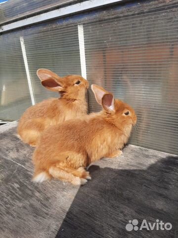 Кролики новозеландские красные