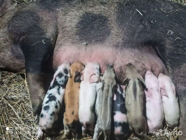 Поросята дюрок