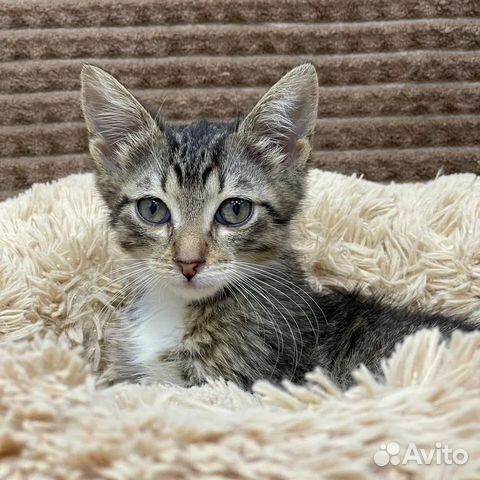 Обаятельный котёнок Изюм ищет дом