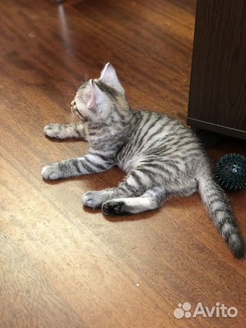 Котенок-белый тигренок