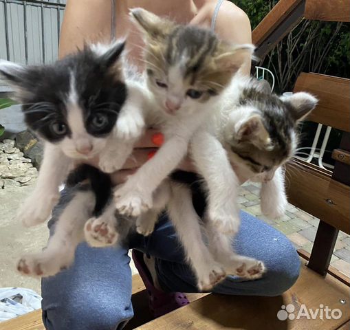 Маленькие котята 1 месяц