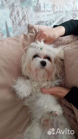 Вязка. Мальтийская Болонка