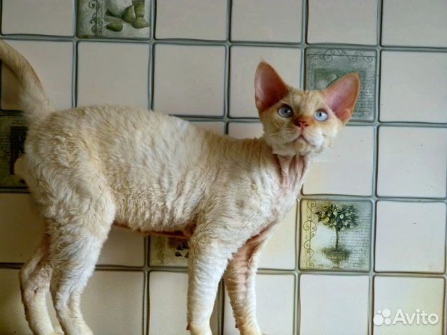 Молодой котик девон рекс