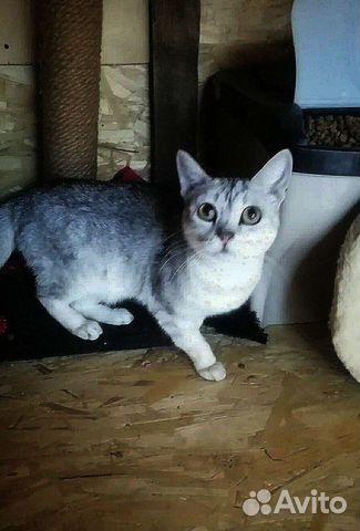 Котенок 8 месяцев девочка метис британской